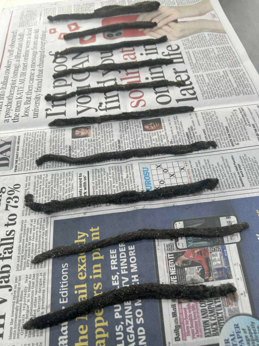 Frozen Black Lug Wraps - Squids In! SEA BAITS