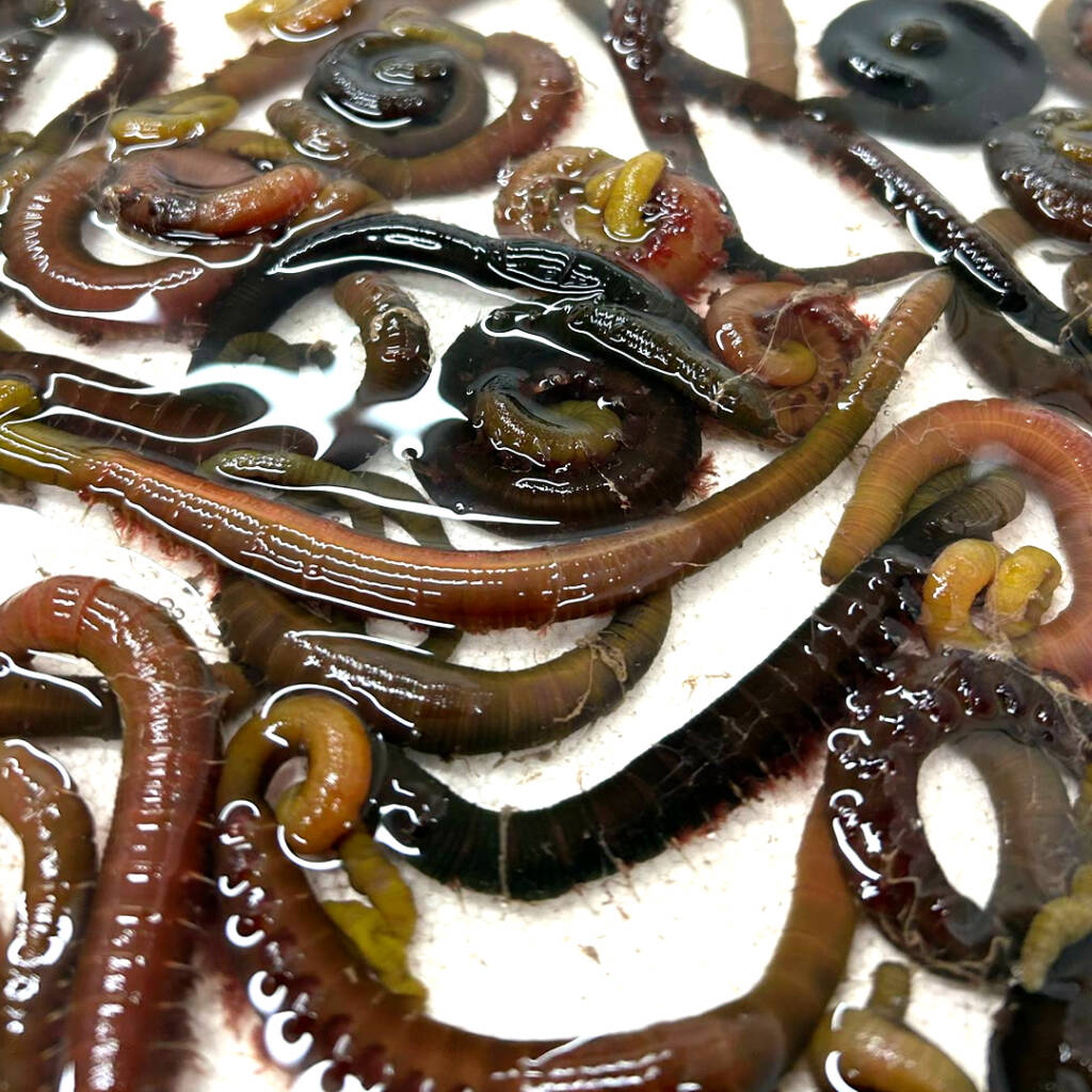 Blow Lugworm (Live) - Squids In! SEA BAITS