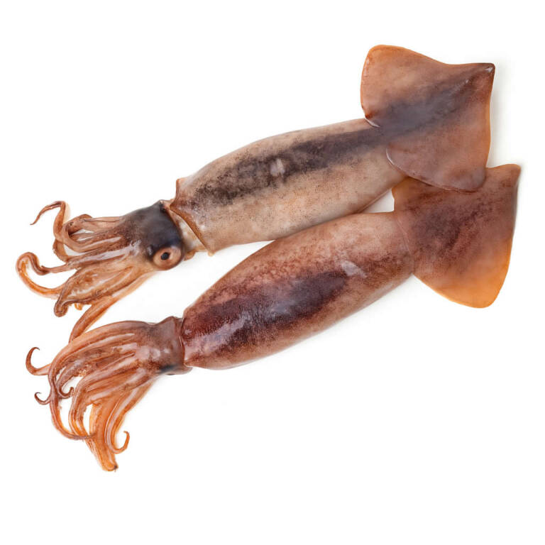 Unwashed Illex Squid - Squids In! SEA BAITS