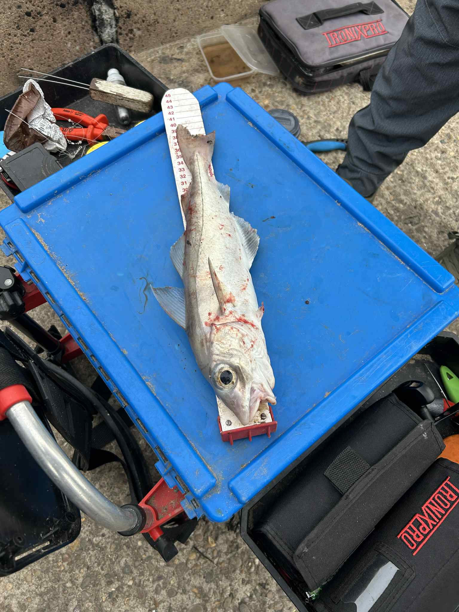Winter Fishing on the Humber is around the corner! - Squids In! SEA BAITS
